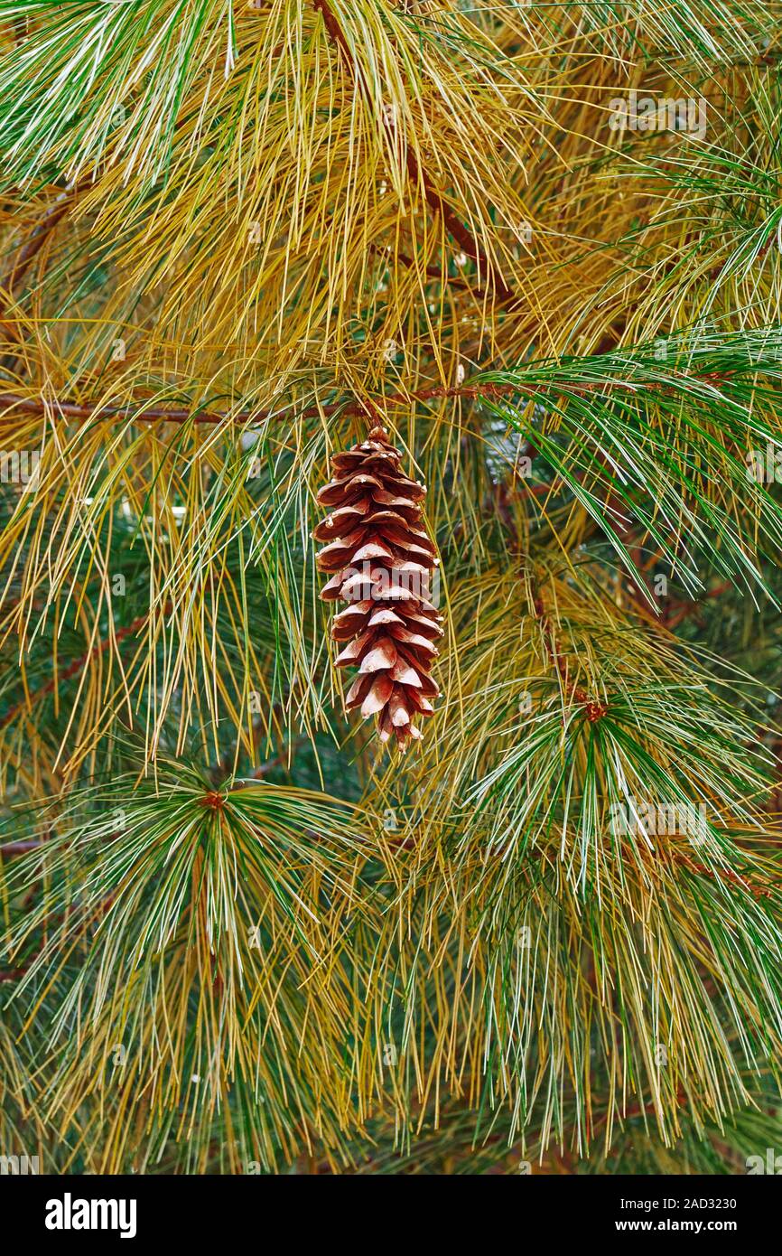 Eastern white pine (Pinus strobus) cone and needles. This tree is also ...