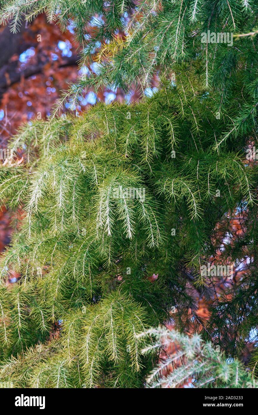 Deodar cedar (Cedrus deodara) conifer branch and needles Stock Photo ...