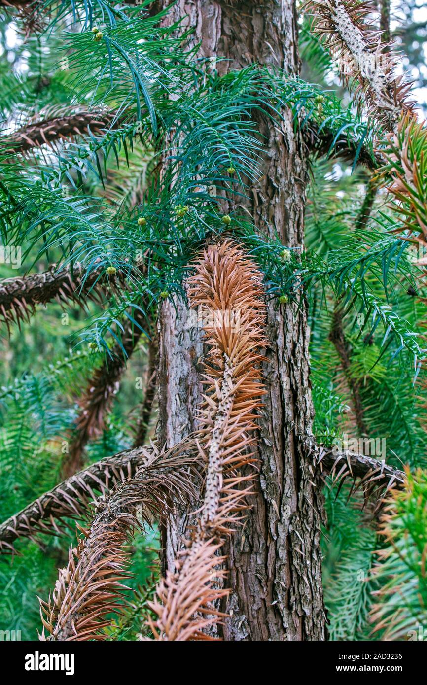 Chinese fir (Cunninghamia lanceolata 'Glauca') branches and needles ...
