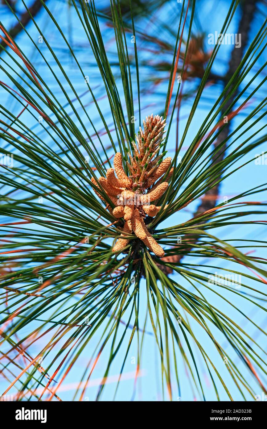 Loblolly pine (Pinus taeda) cones and needles. This tree is also called ...
