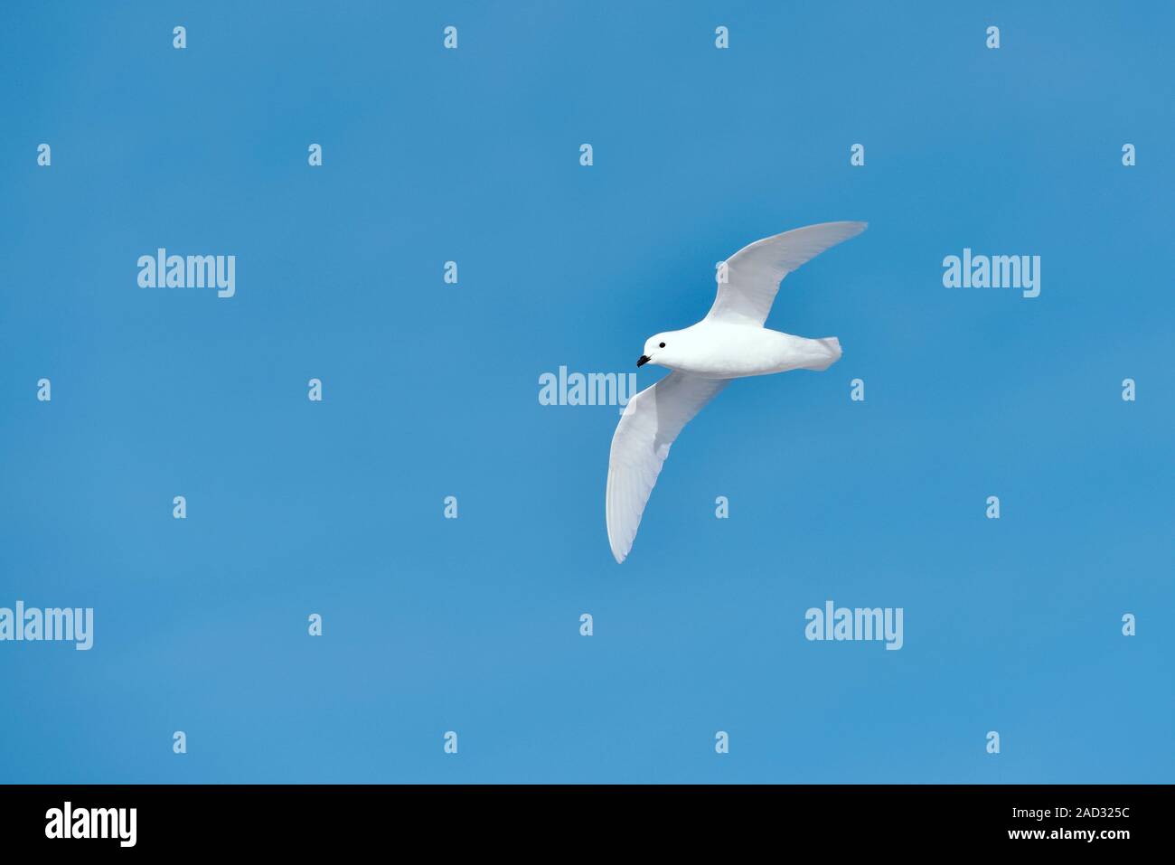 Snow petrel (Pagodroma nivea) in flight. Photographed in summer in the ...