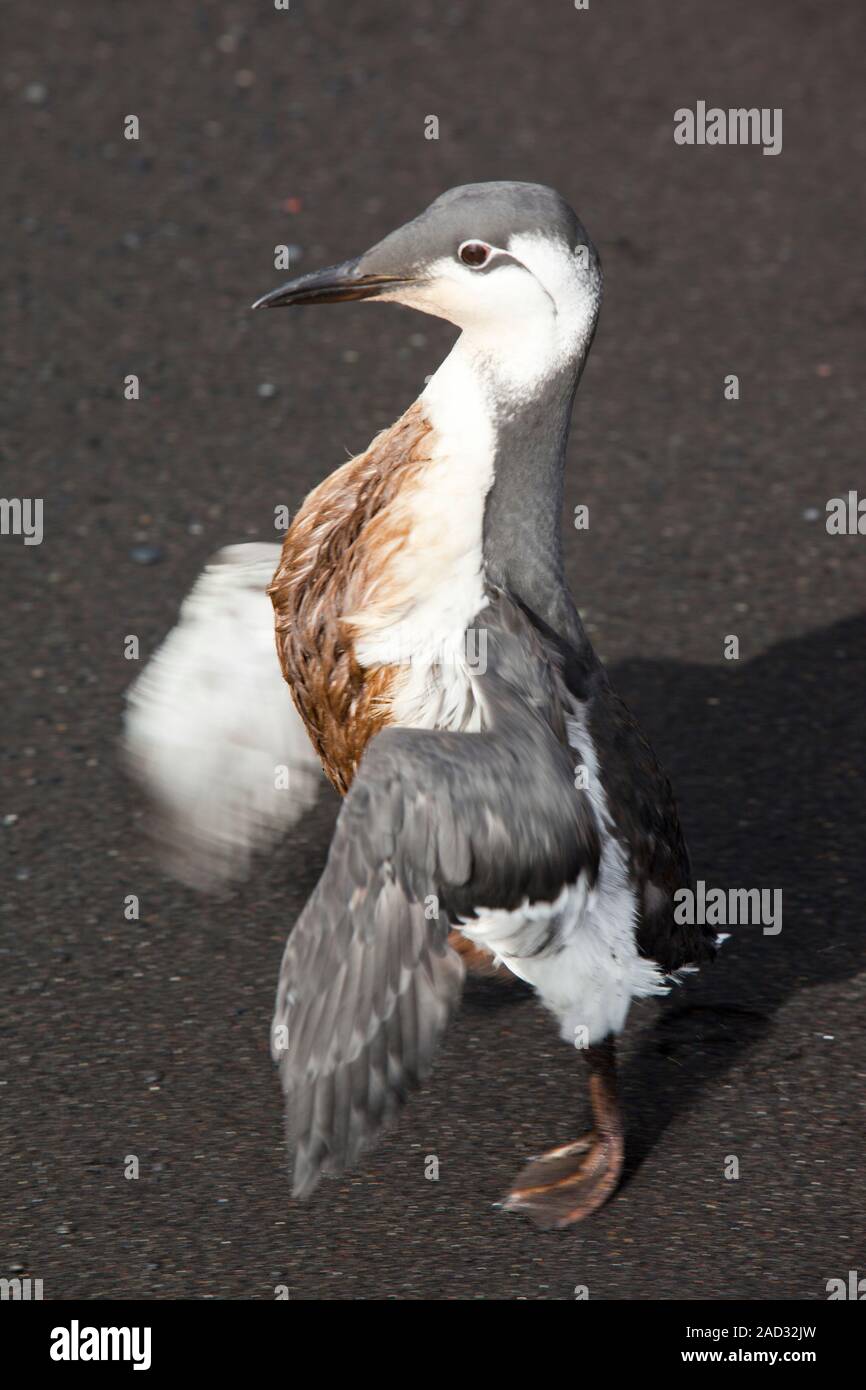 A Guillemot (Uria algae) covered in oil on a black sand volcanic beach ...