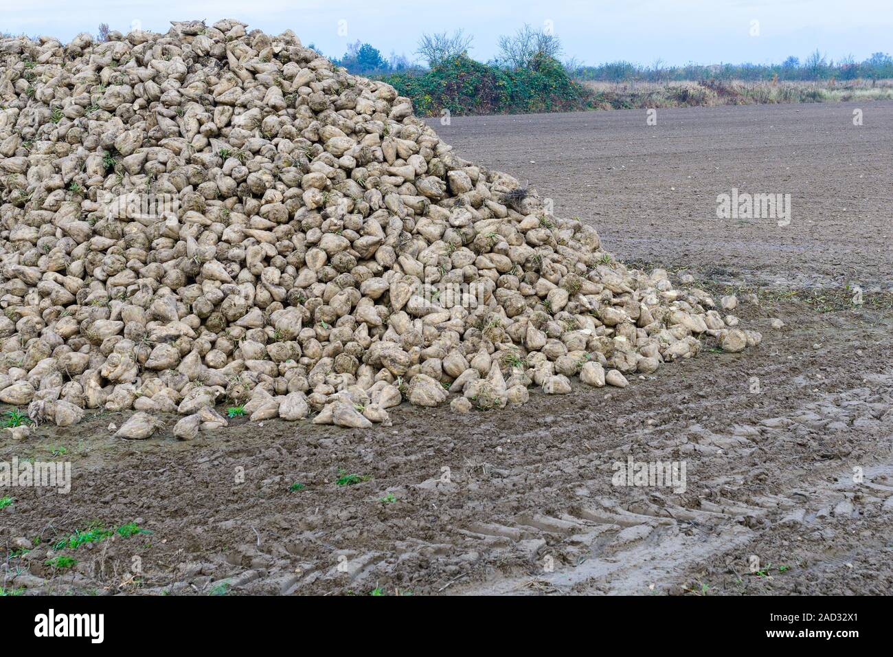 Sugar beet pile at the field after harvest Stock Photo - Alamy