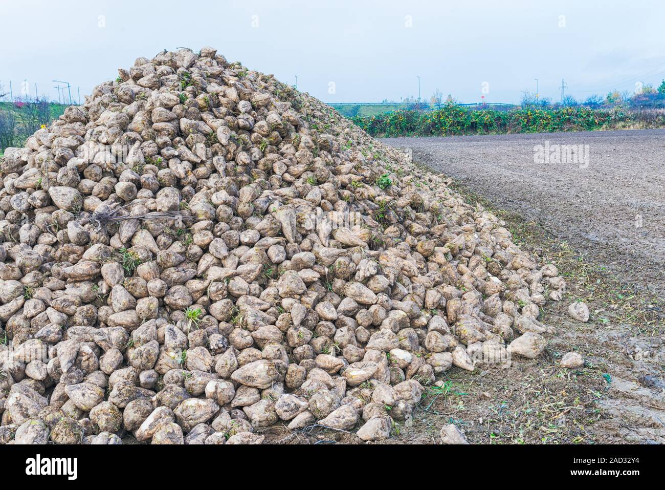 Sugar beet pile at the field after harvest Stock Photo - Alamy