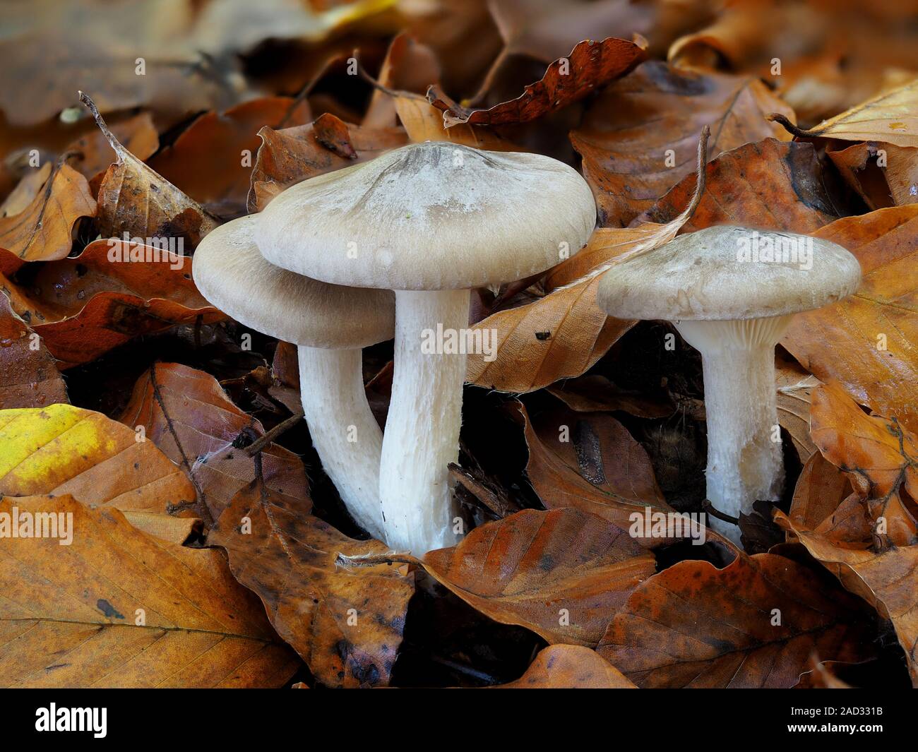 Funnel cloud hi-res stock photography and images - Alamy