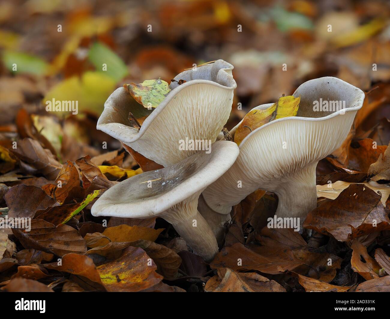 Funnel leaf hi-res stock photography and images - Alamy