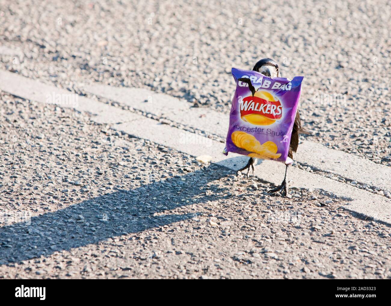 A Rook (Corvus frugilegus) feeding on a packet of crisps in a motorway ...