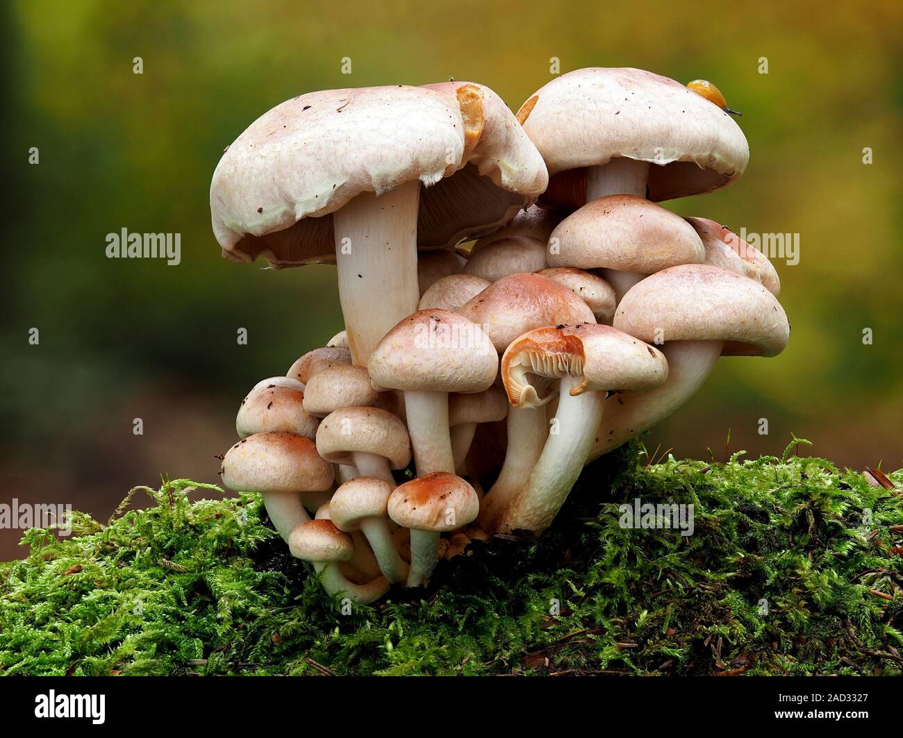 brick cap or brick top mushroom Stock Photo - Alamy