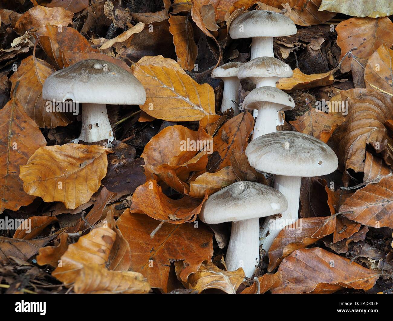 Funnel cloud hi-res stock photography and images - Alamy