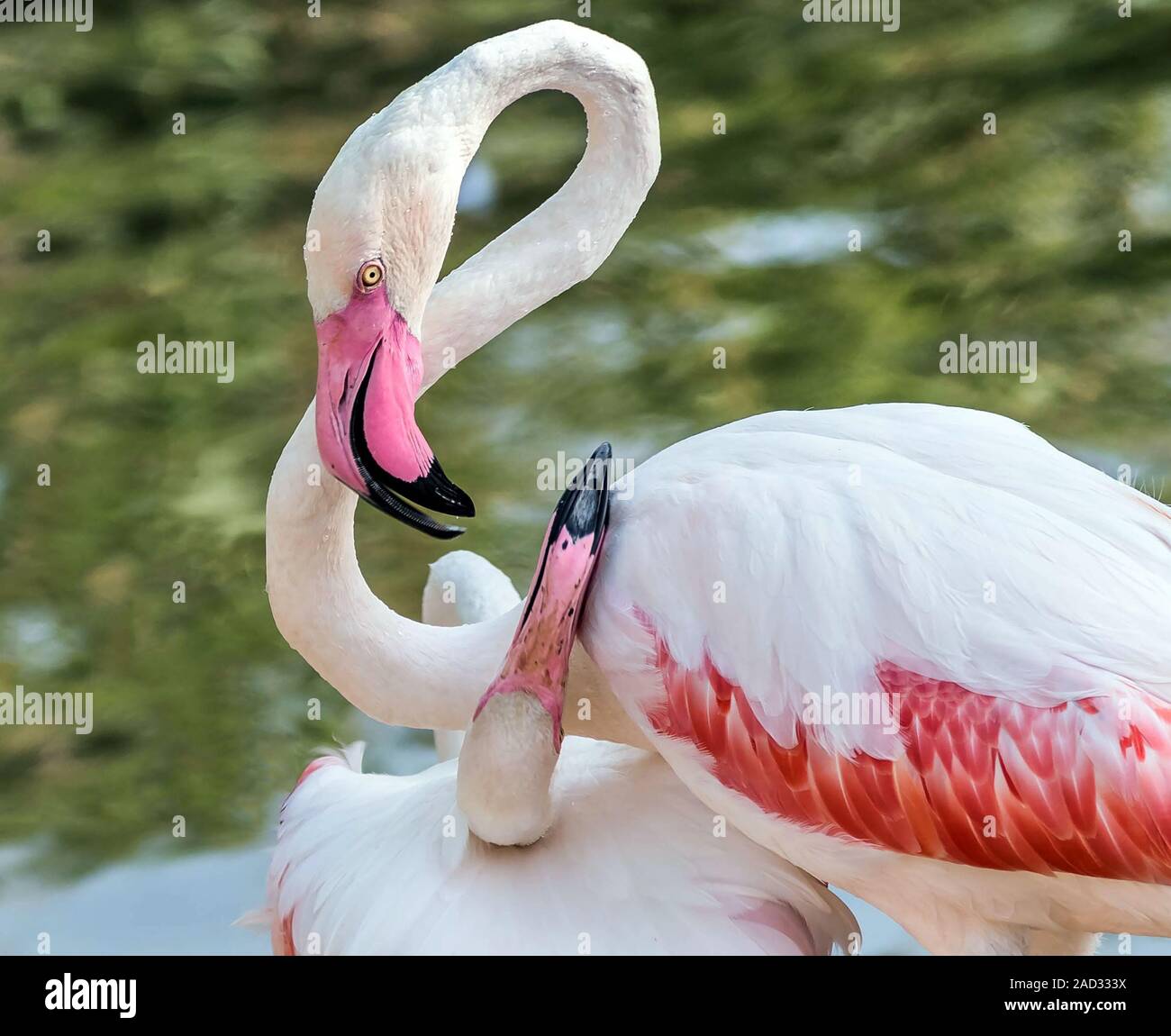 Caribbean pink flamingo at Ras al Khor Wildlife Sanctuary, a wetland ...