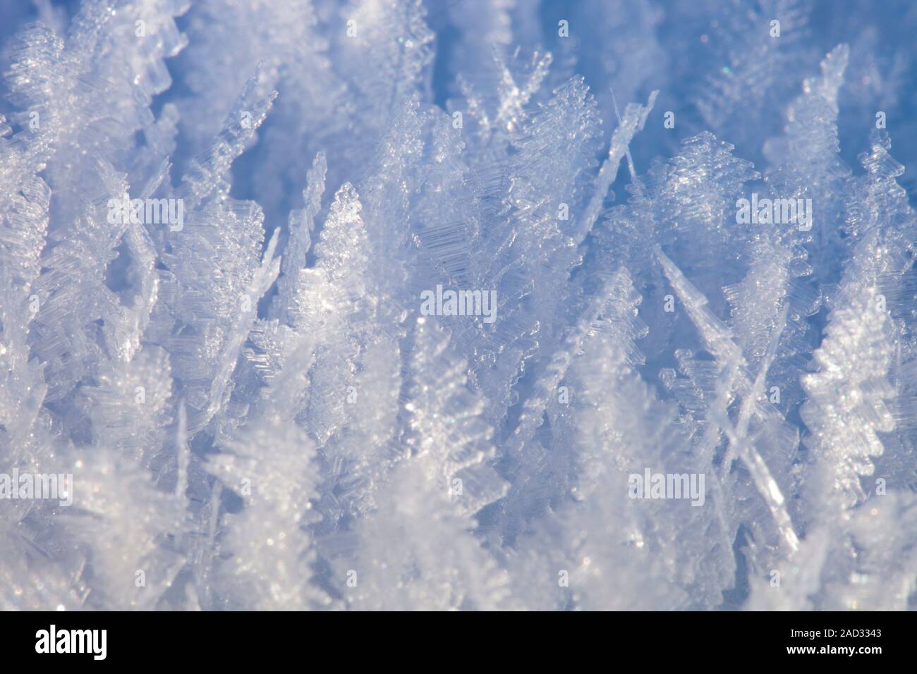 Ice feathers formed during a hard frost, when temperatures fell below ...