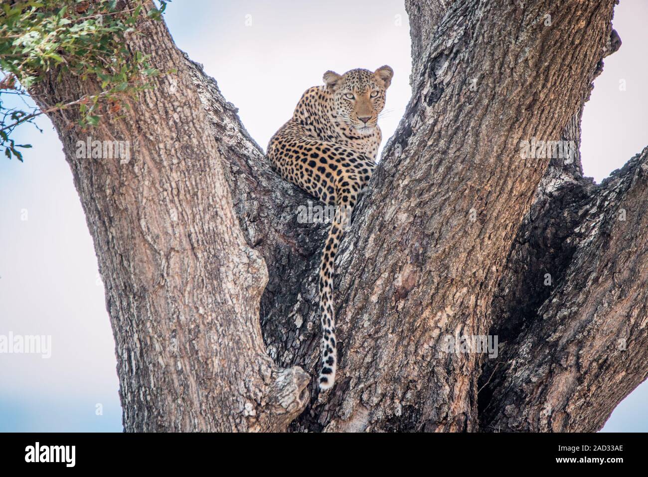 Leopard looking out of a tree Stock Photo - Alamy