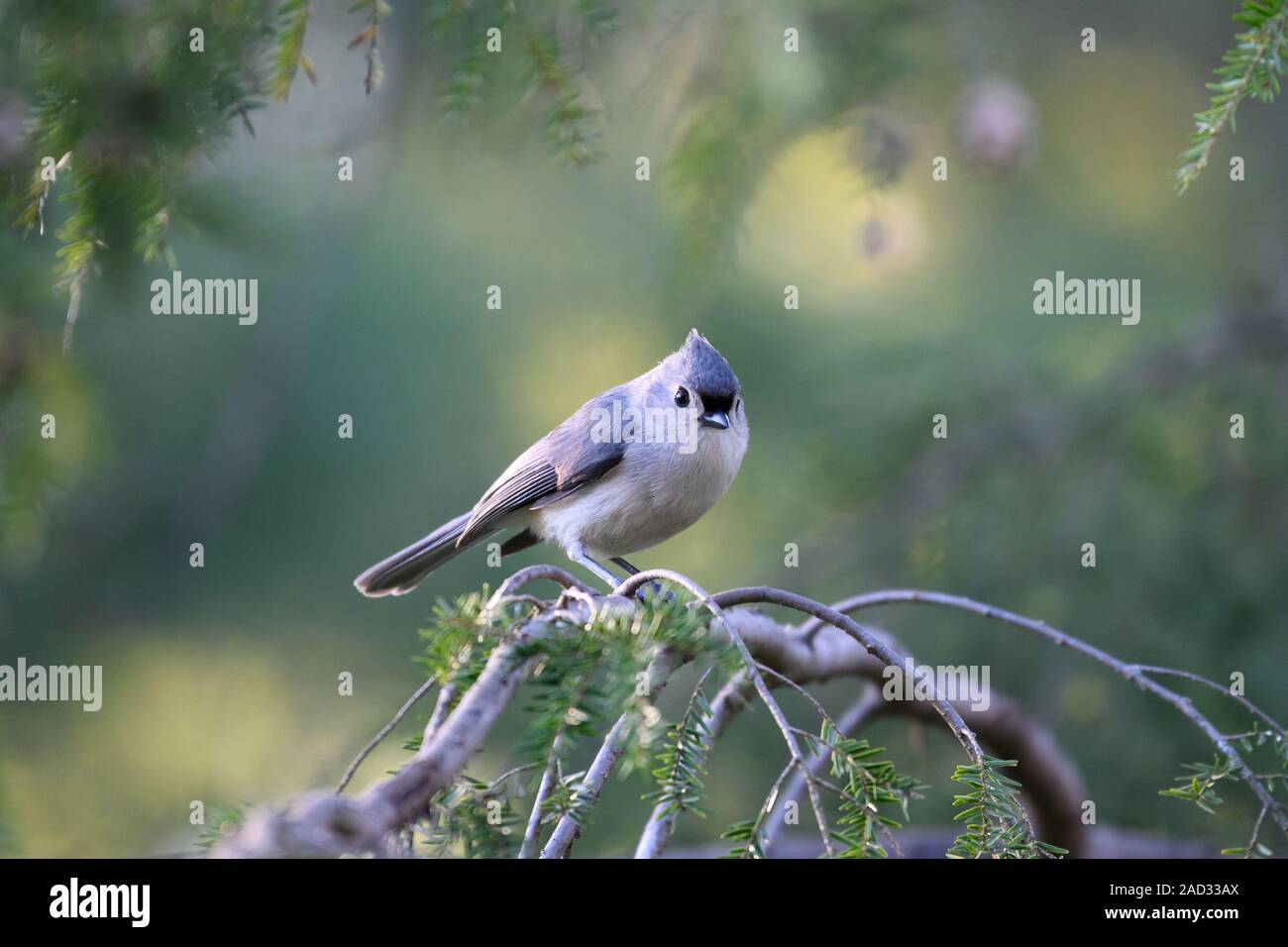 Cute titmouse hi-res stock photography and images - Alamy