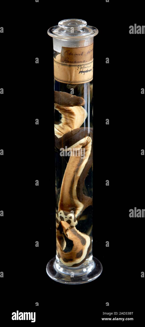 Yellow-bellied sea snake specimen from Panama NHMUK: 1925. 12. 19. 1 ...