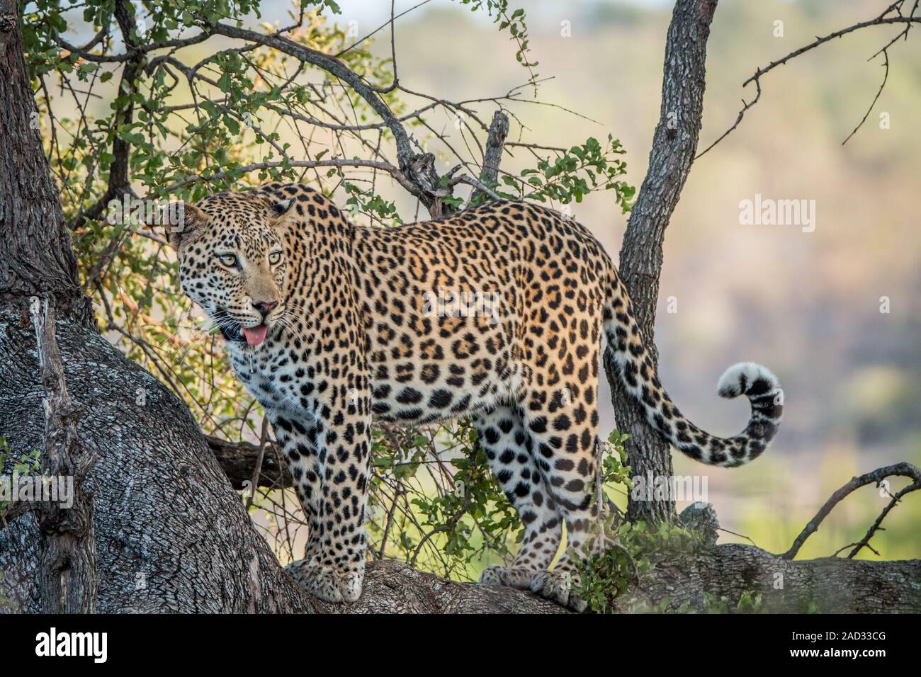 Leopard looking out of a tree Stock Photo - Alamy
