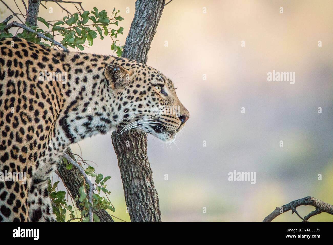 Side profile of a Leopard Stock Photo - Alamy