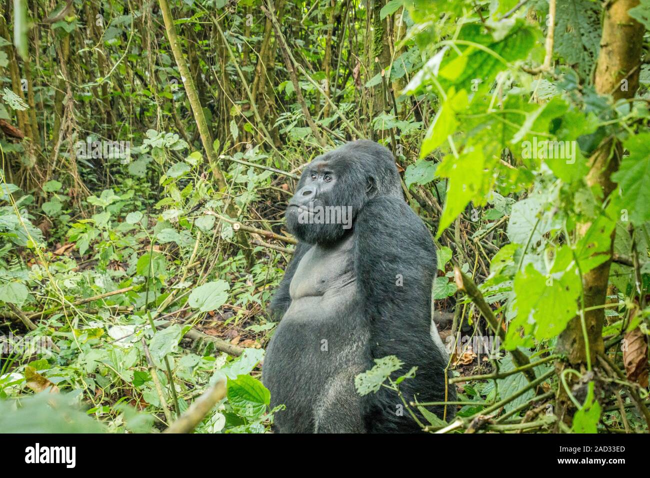 Silverback Mountain gorilla sitting in the forest Stock Photo - Alamy