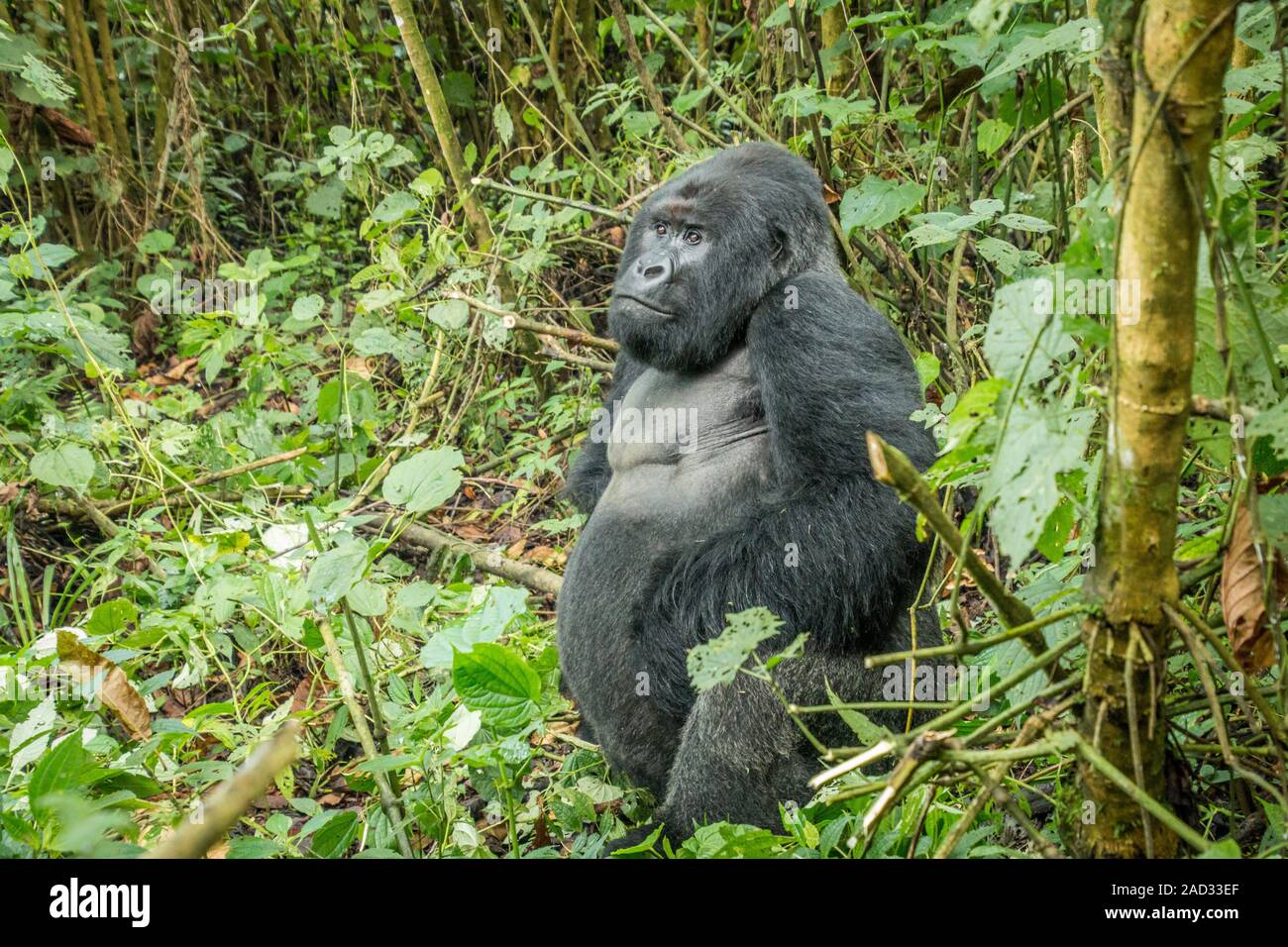 Silverback Mountain gorilla sitting in the forest Stock Photo - Alamy