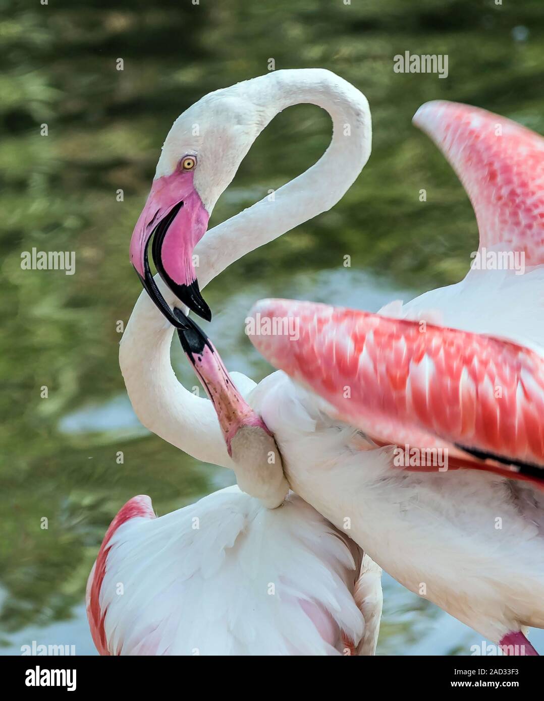 Caribbean pink flamingo at Ras al Khor Wildlife Sanctuary, a wetland ...