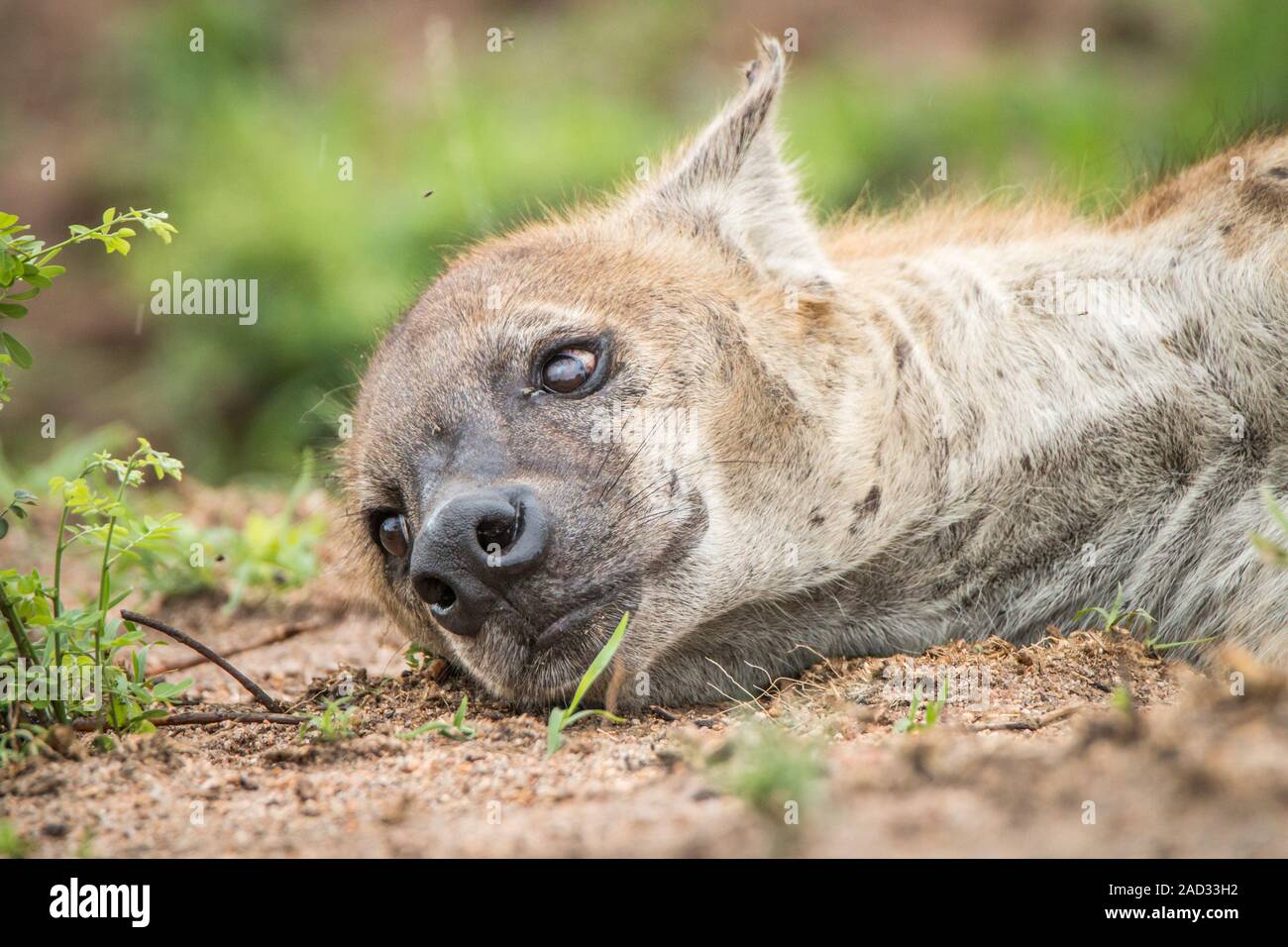 Spotted hyena sleeping Stock Photo - Alamy