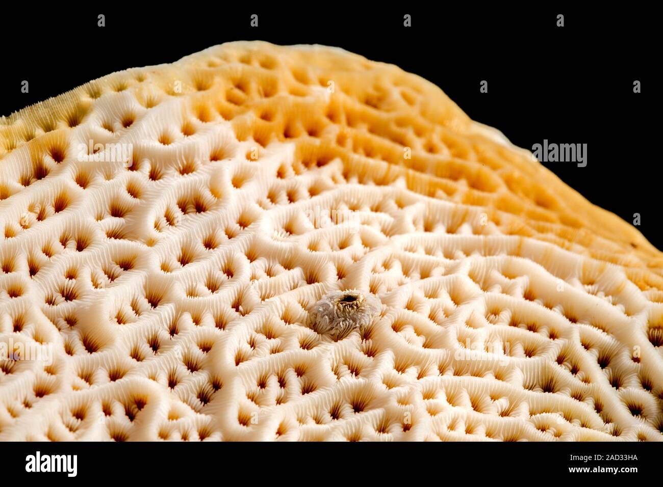 Preserved colonial bryozoan specimen from Puerto Rico, collected in ...