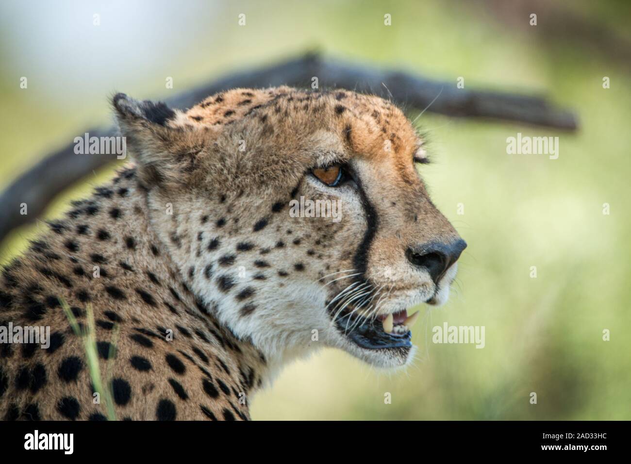 Cheetah face hi-res stock photography and images - Alamy
