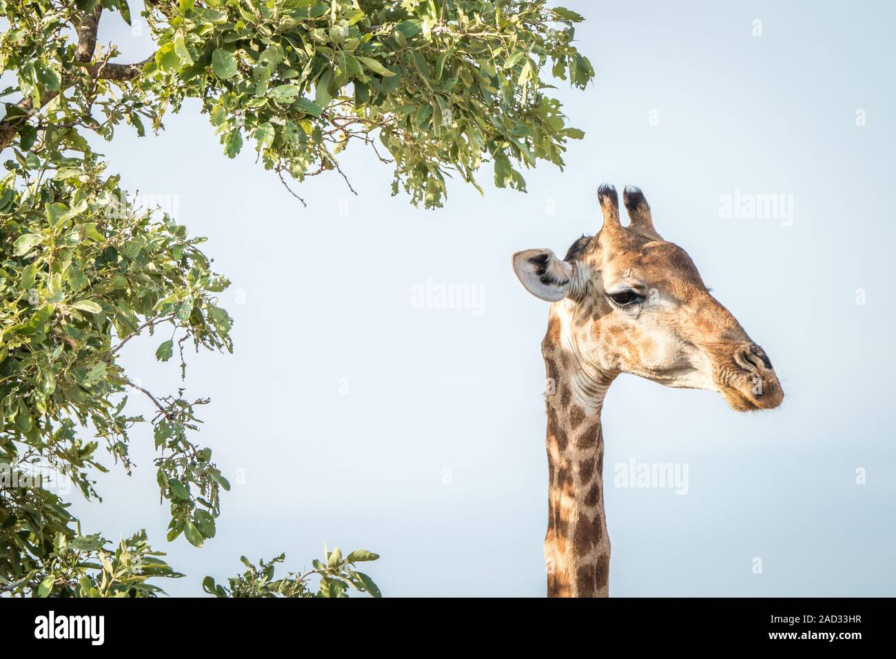 Side profile of a Giraffe Stock Photo - Alamy