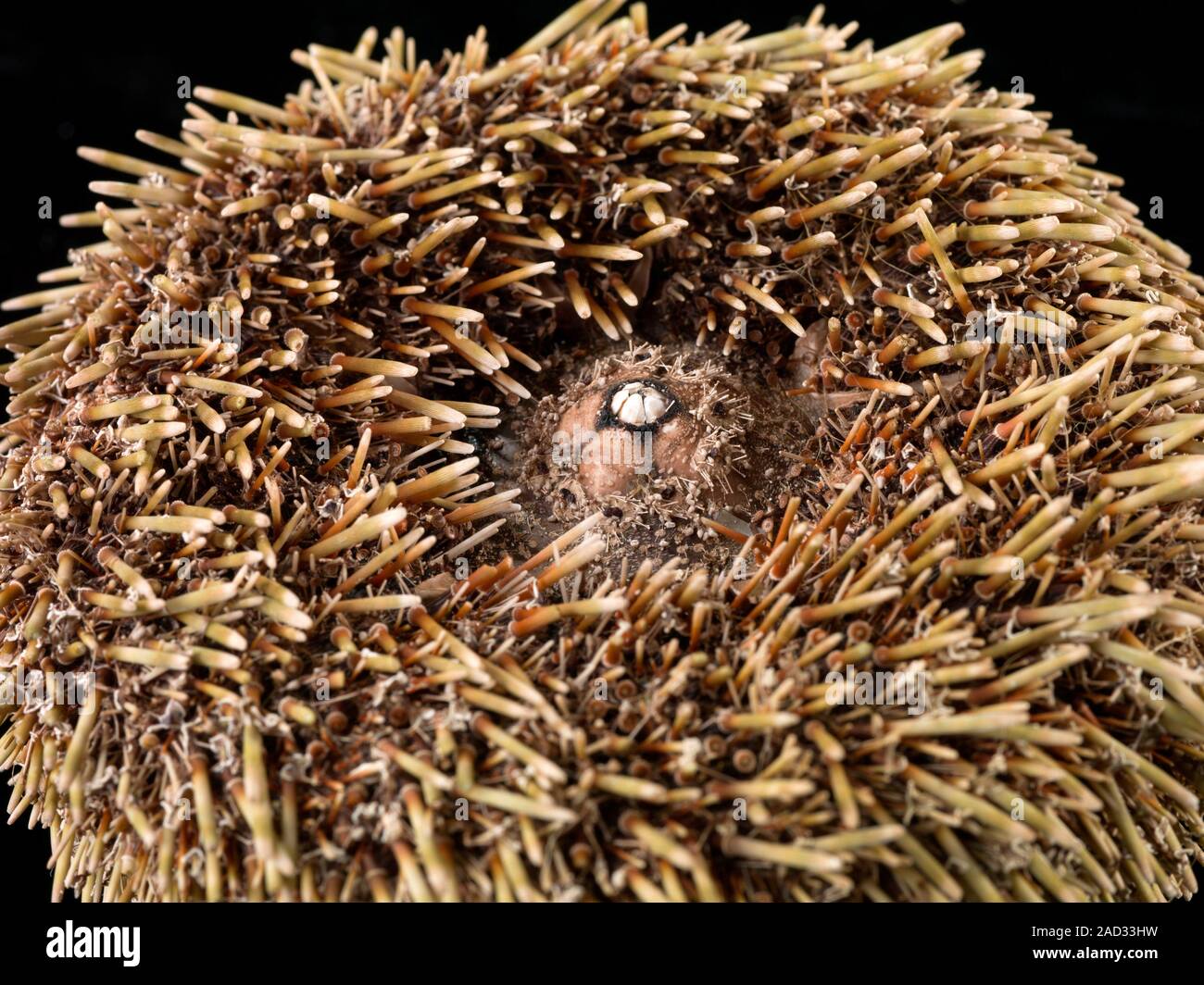 Flower urchin oral surface, with spines and chewing organ: 2014. 9. 003 ...