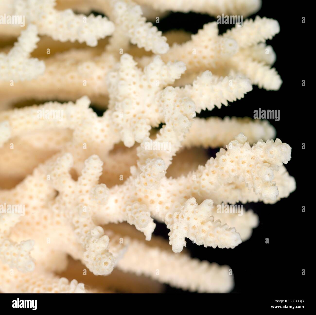 Acropora millepora is a branching coral species native to the Indo ...
