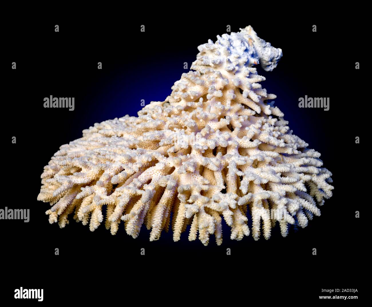 Acropora millepora is a branching coral species native to the Indo ...