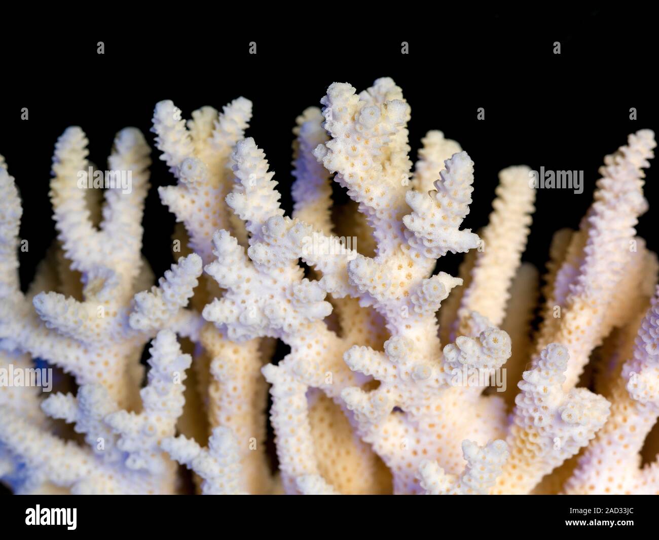 Acropora millepora is a branching coral species native to the Indo ...