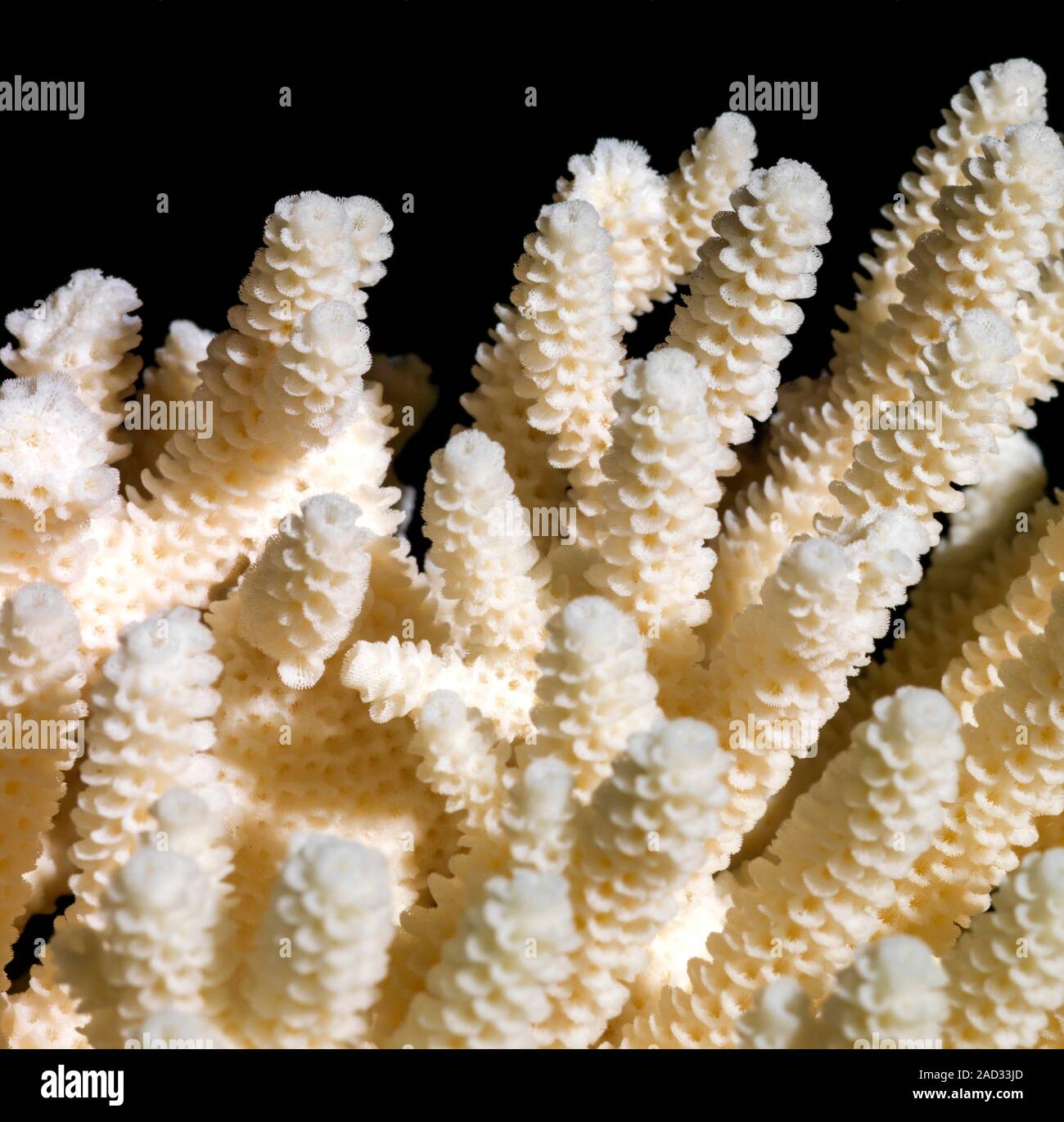 Acropora millepora is a branching coral species native to the Indo ...