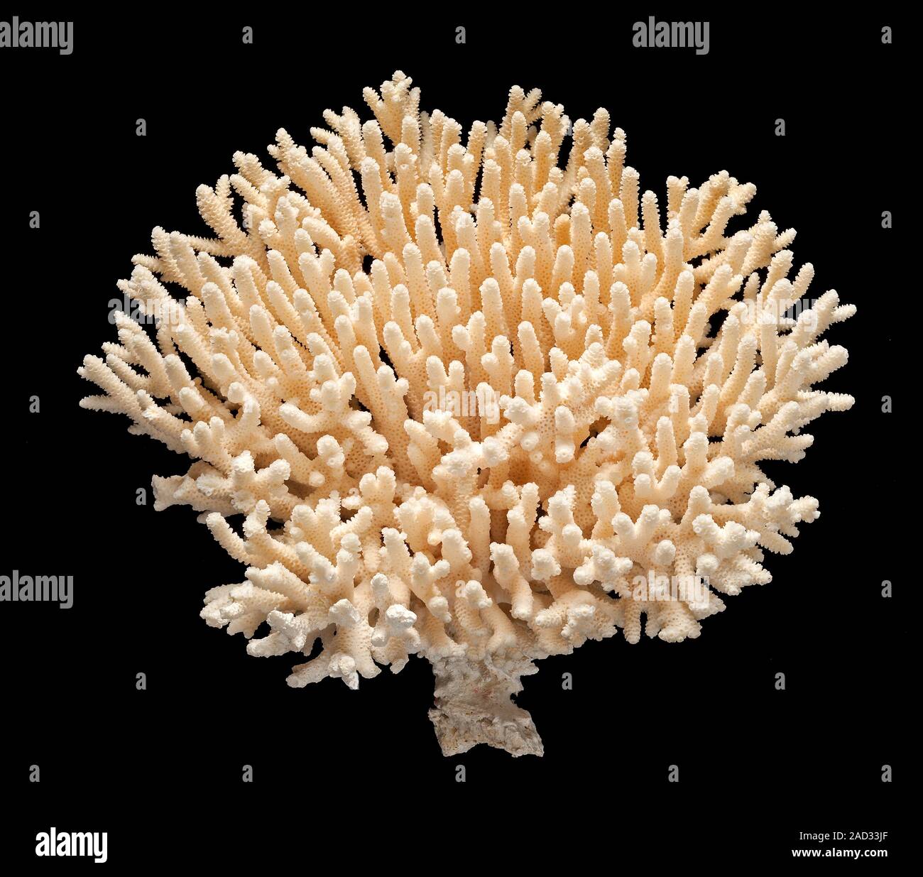Acropora millepora is a branching coral species native to the Indo ...