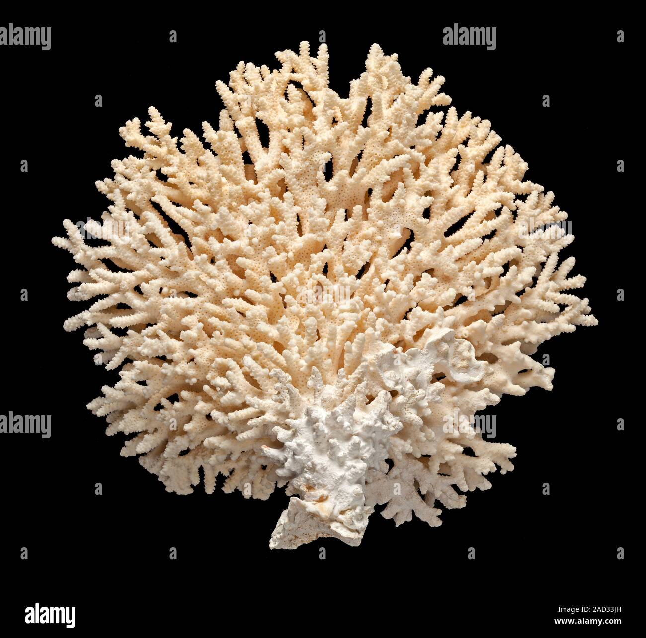 Acropora millepora is a branching coral species native to the Indo ...