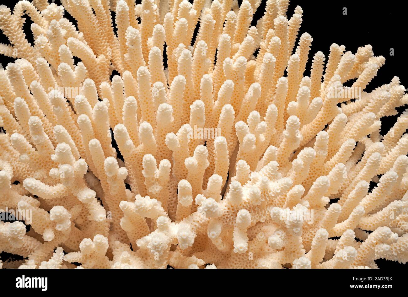 Acropora millepora is a branching coral species native to the Indo ...