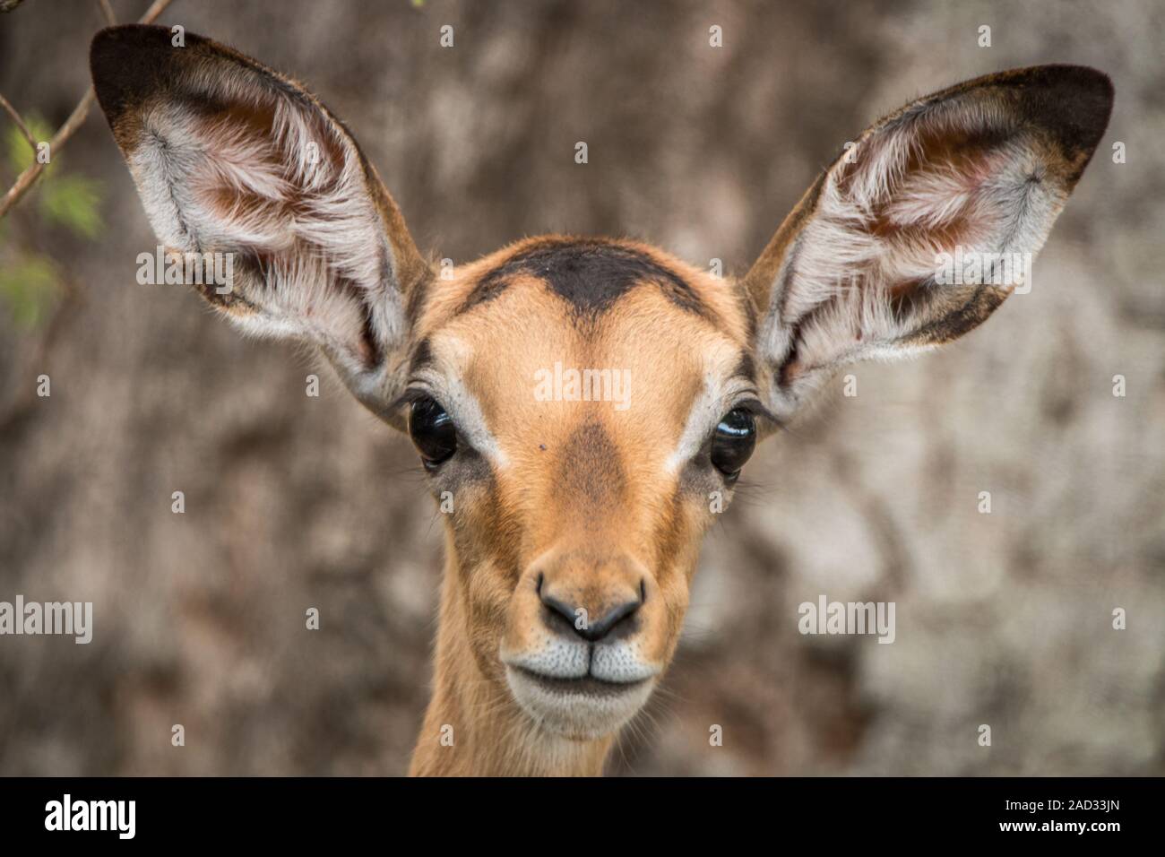 Female impala hi-res stock photography and images - Alamy