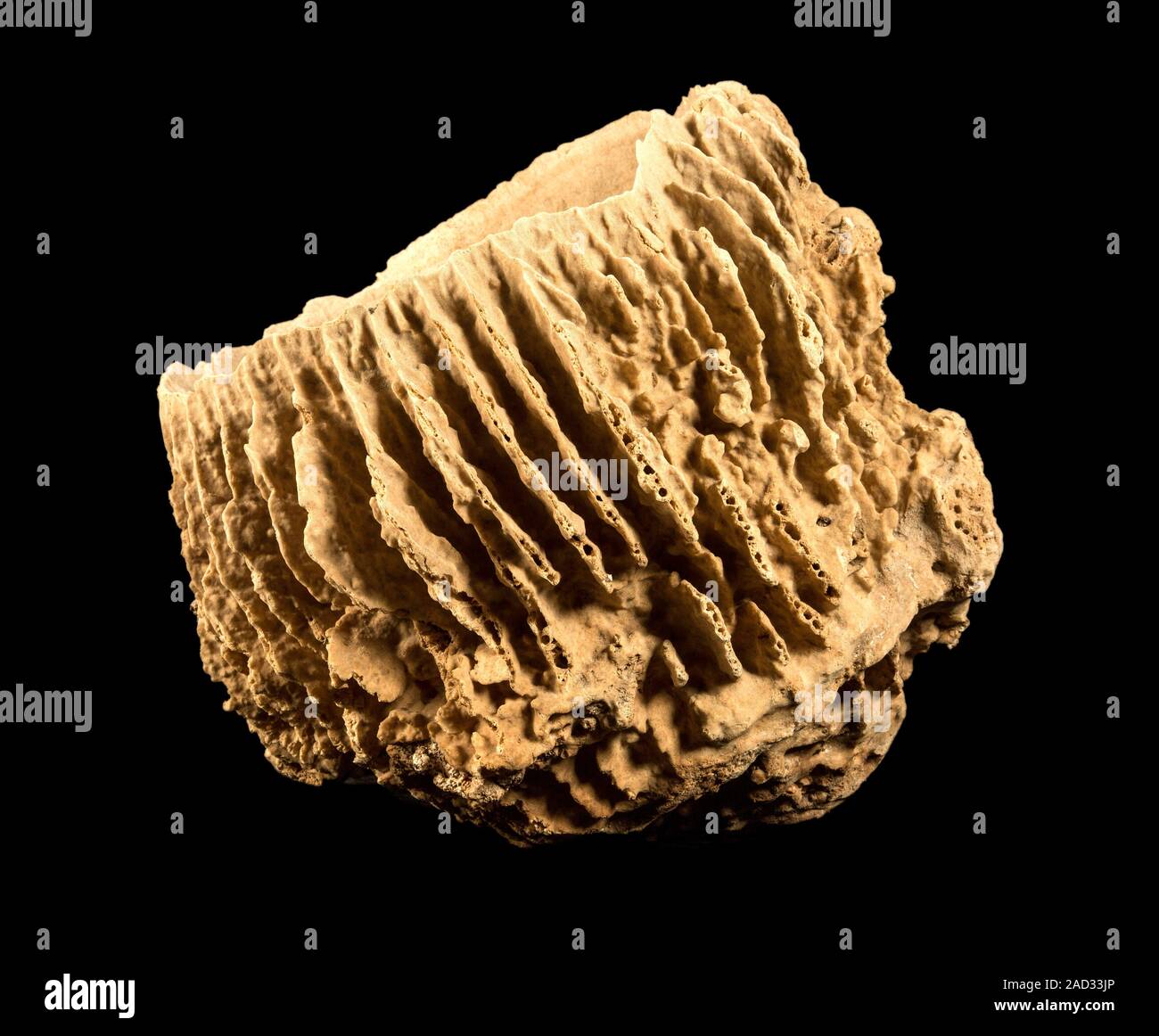 Giant barrel sponge specimen from Natural History Museum collection ...