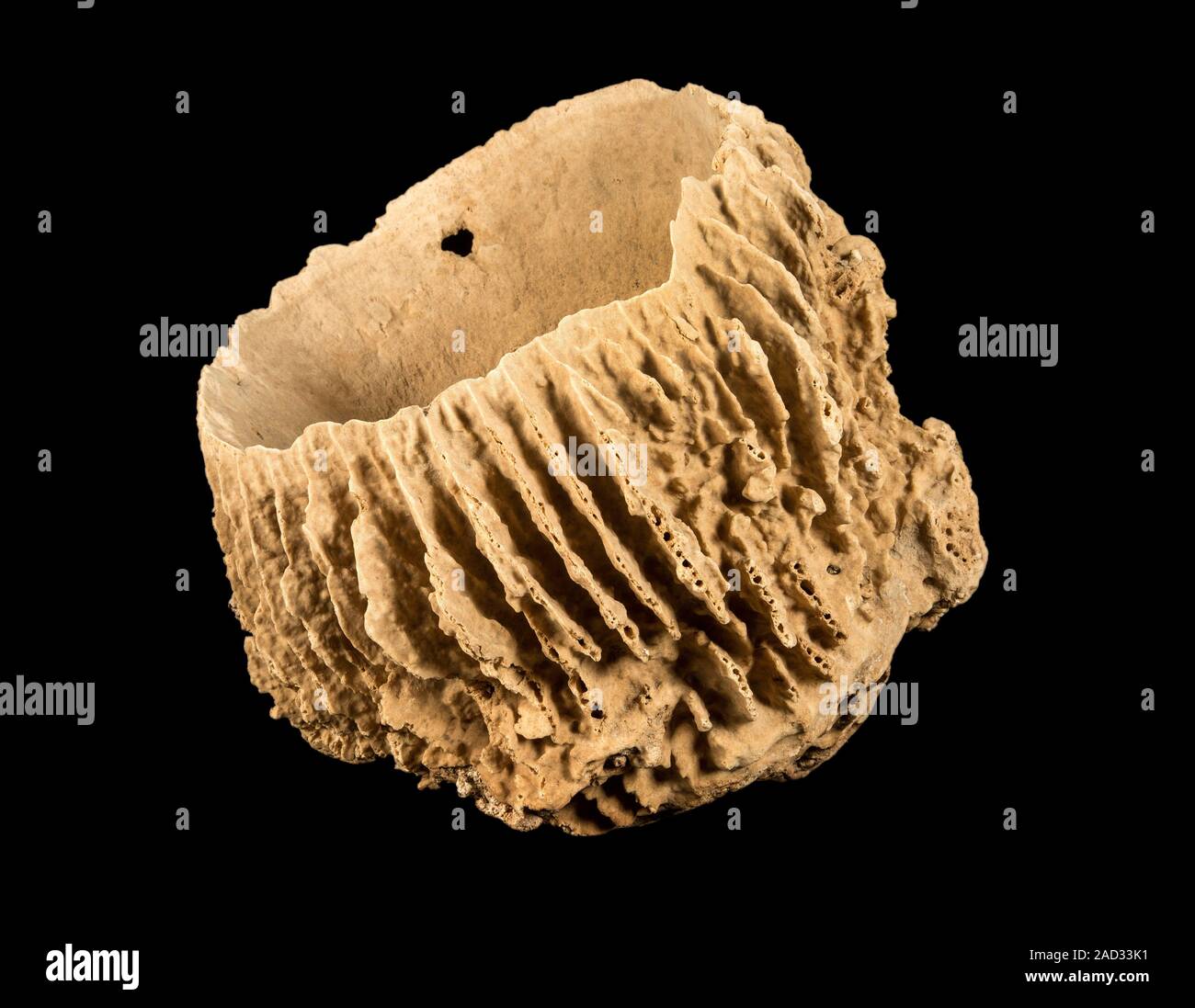 Giant barrel sponge specimen from Natural History Museum collection ...