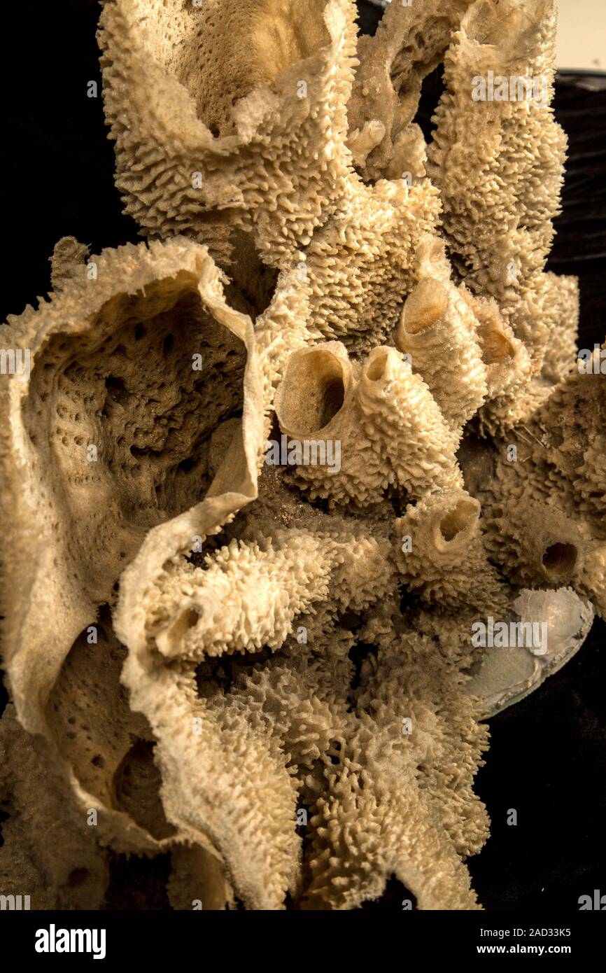 Dry marine demosponge specimen from Natural History Museum collection ...