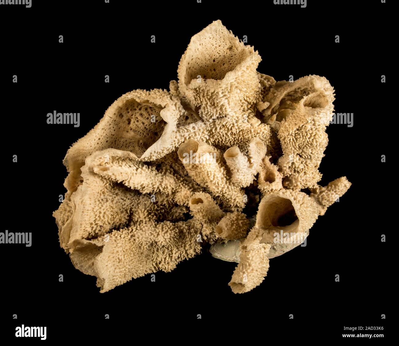 Dry marine demosponge specimen from Natural History Museum collection ...