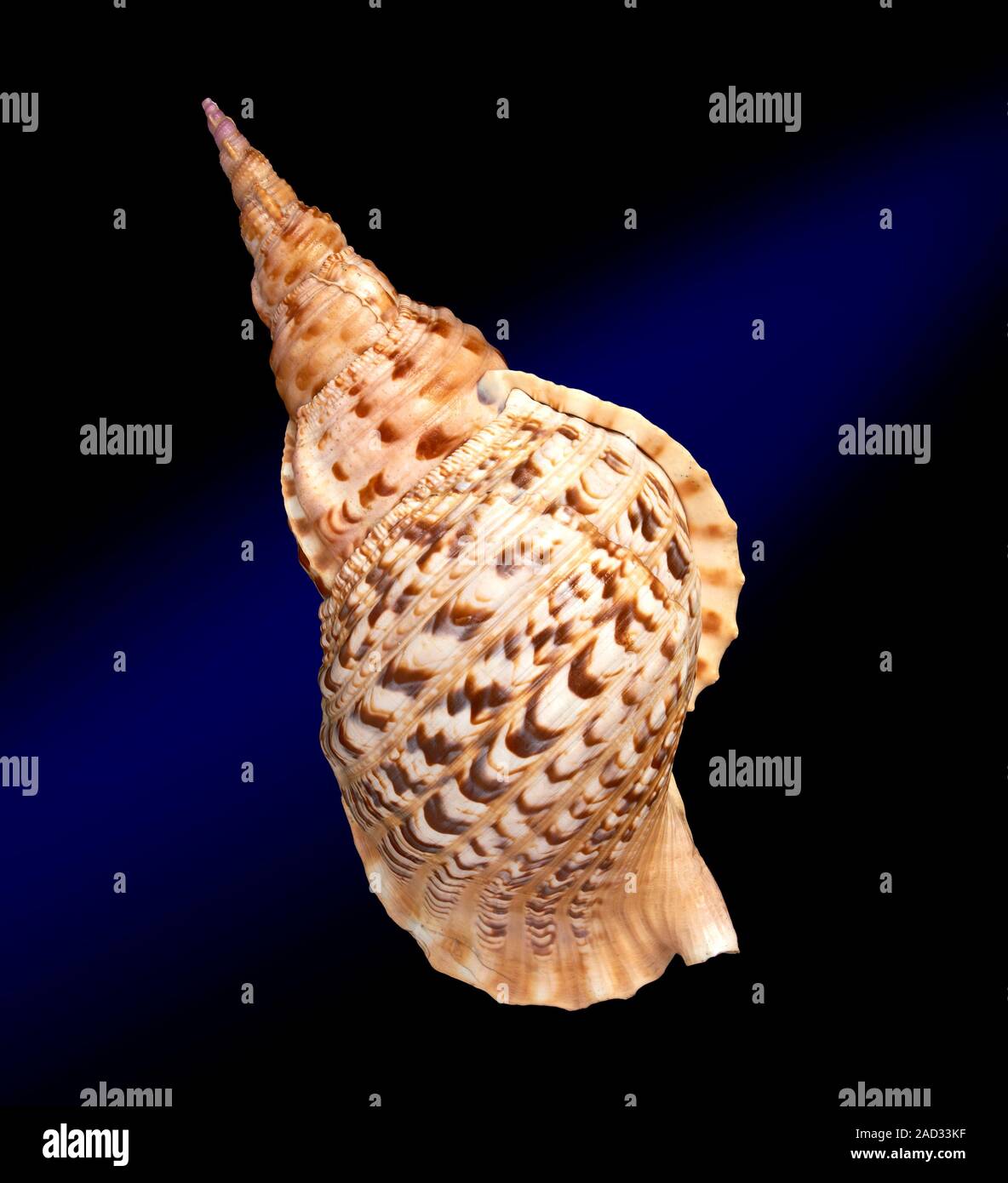 Triton's trumpet: shell of a large, marine, reef-dwelling mollusc Stock ...