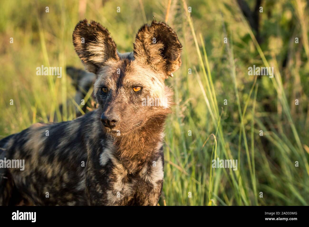 African hunting dog species hi-res stock photography and images - Alamy