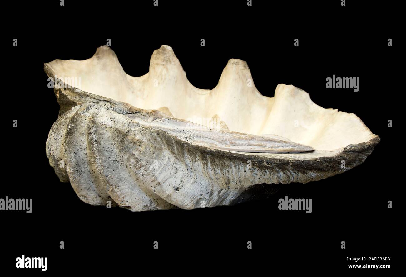 The giant clam is the largest mollusc species currently in existence ...