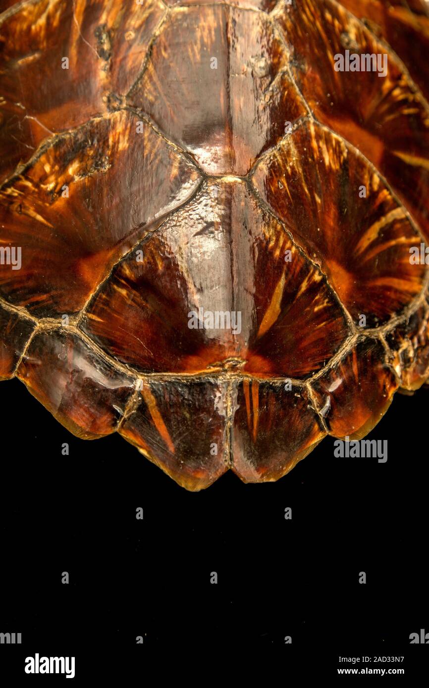 Green sea turtle specimen, part of the Natural History Museum ...