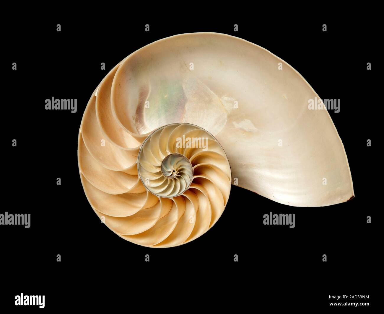 Internal structure of chambered nautilus demonstrating almost perfect ...