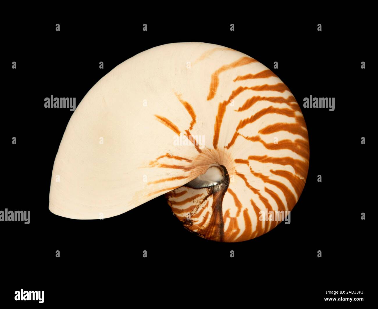 External shell of chambered Nautilus Stock Photo - Alamy