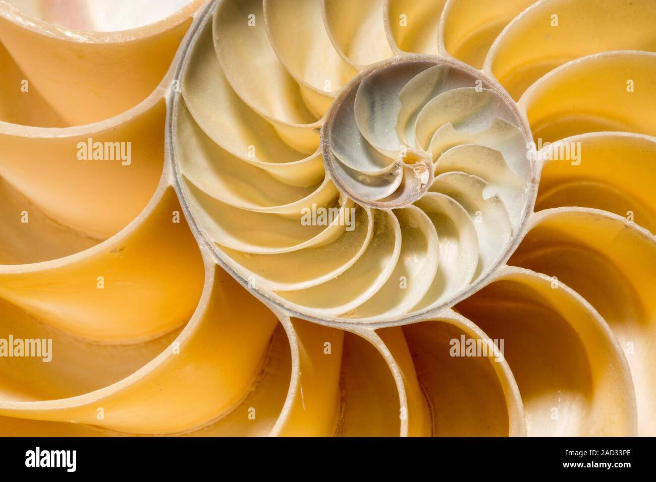 Internal structure of chambered nautilus demonstrating almost perfect ...