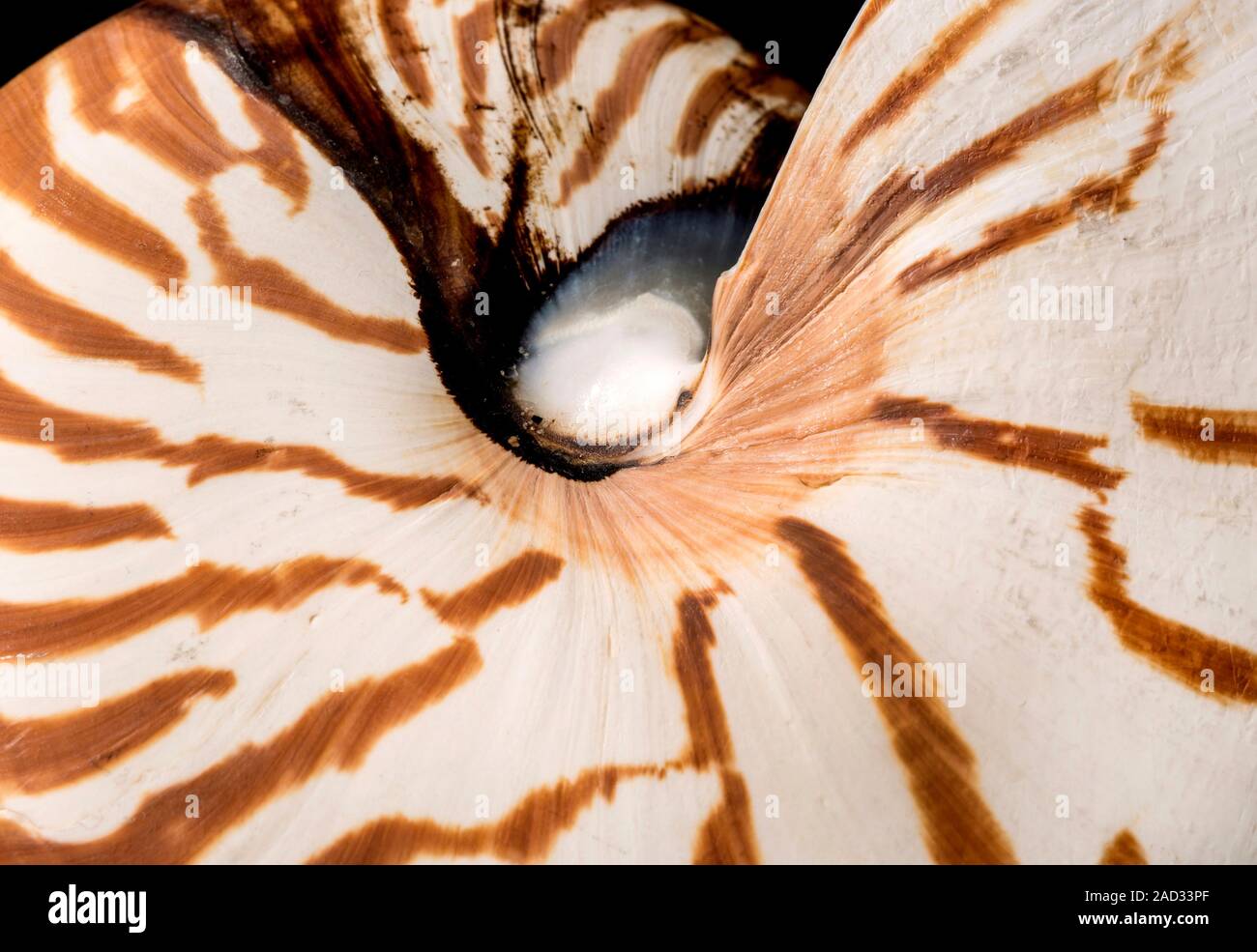External shell of chambered Nautilus Stock Photo - Alamy