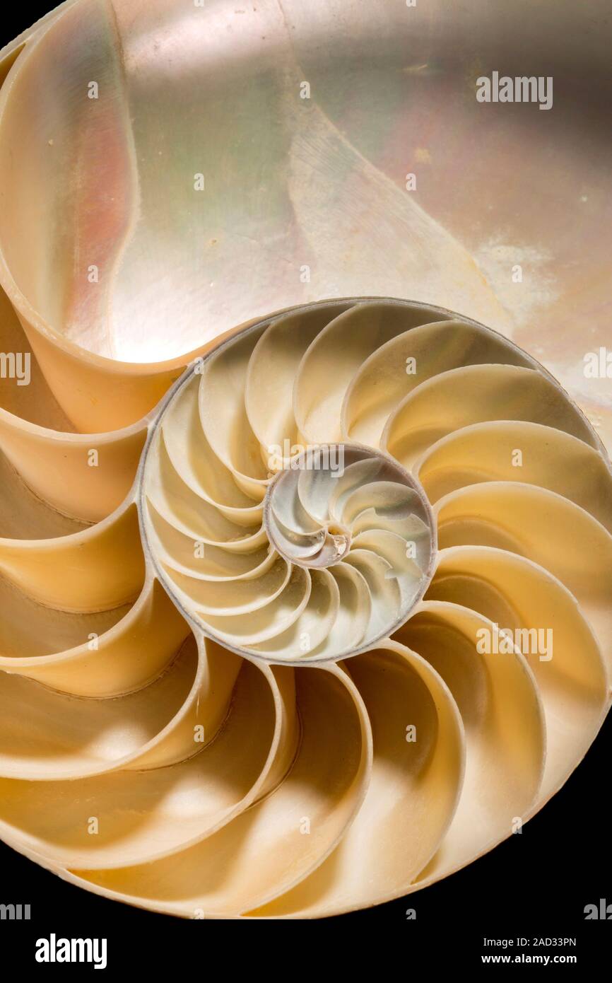 Internal structure of chambered nautilus demonstrating almost perfect ...