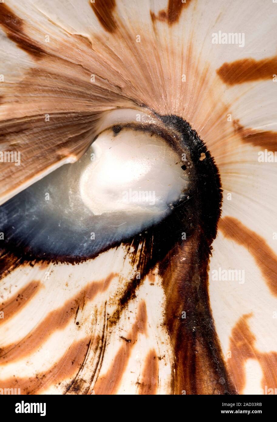 External shell of chambered Nautilus Stock Photo - Alamy
